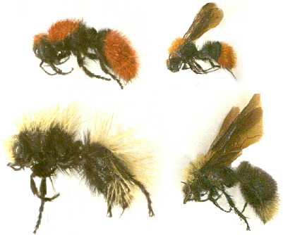 Hymenoptera - Torrey Pines Docent Society