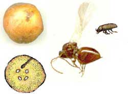 Oak Gall Wasp - Torrey Pines State Natural Reserve